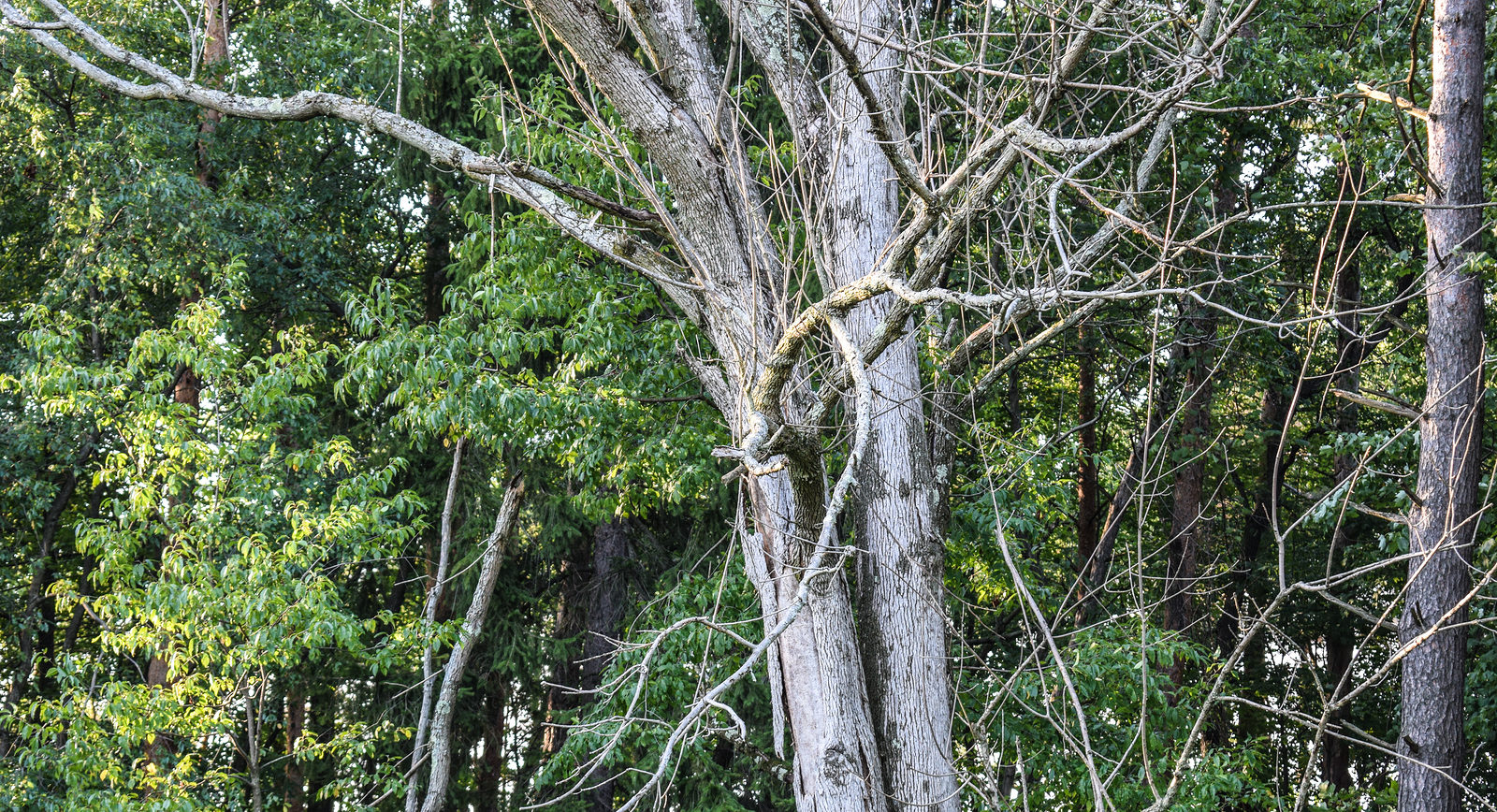 Emerald Ash Borer ash trees | Timberland Tree Care