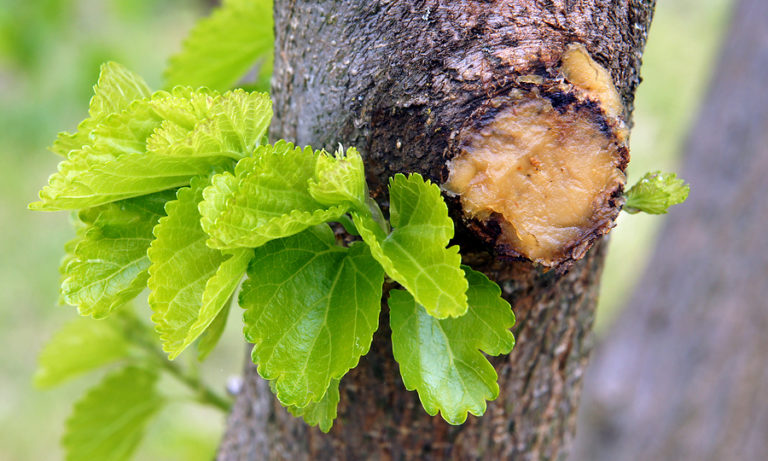 What is Tree Pollarding? | Timberland Tree Care