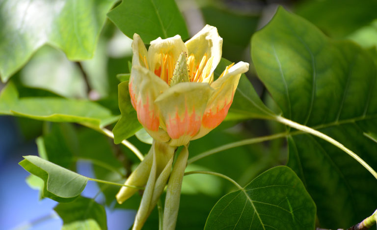 Do We Have an Indiana State Tree? | Timberland Tree Care