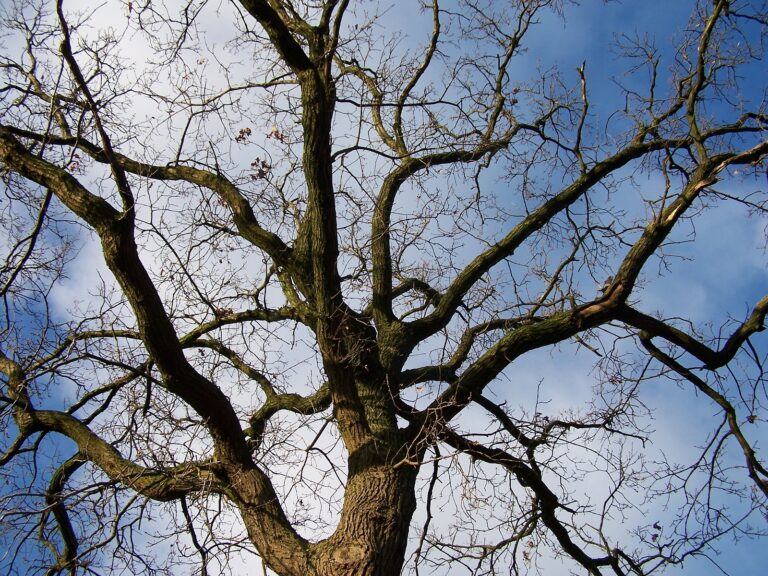 How to Take Down a Large Oak Tree | Timberland Tree Care