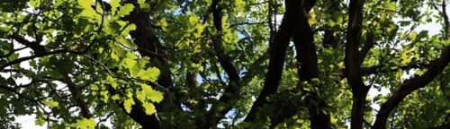 How to Calculate Tree Critical Root Zones | Timberland Tree Care