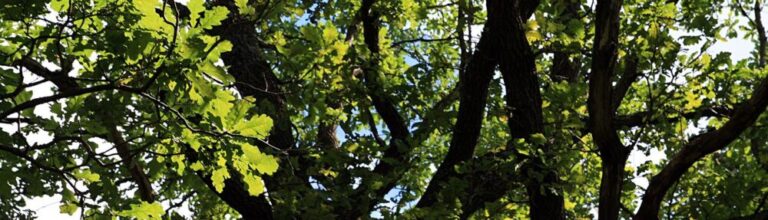 How to Calculate Tree Critical Root Zones | Timberland Tree Care