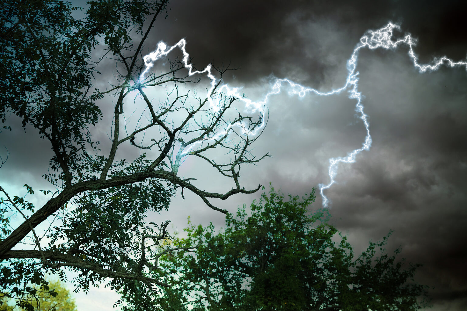 How to Prevent Lightning Strikes to Landscaping Trees | Timberland Tree ...