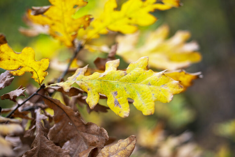 FAQS About Oak Wilt Tree Disease | Timberland Tree Care