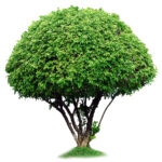 How to Calculate Tree Critical Root Zones | Timberland Tree Care