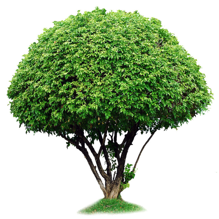 How to Calculate Tree Critical Root Zones | Timberland Tree Care