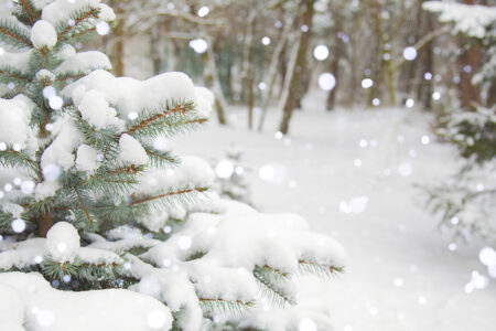 Tips for Caring for Evergreen Trees During the Winter | Timberland Tree ...