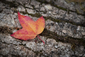 Identifying Common Trees of Indiana: A Beginner’s Guide | Timberland ...