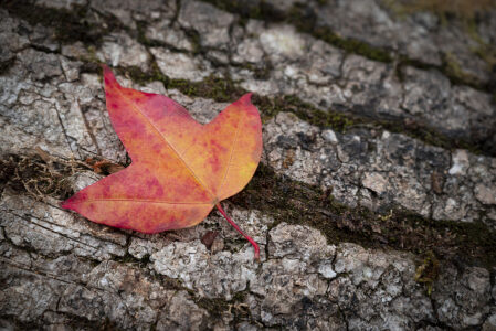 Identifying Common Trees of Indiana: A Beginner’s Guide | Timberland ...