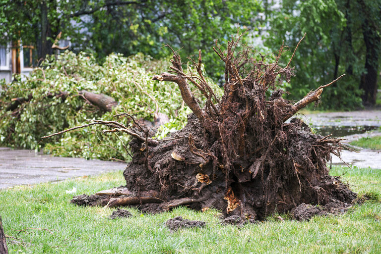 Preparing Your Trees For Storms: What You Need To Know | Timberland ...