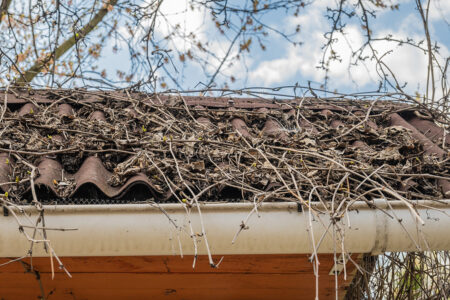 5 Tips for Preventing Damage from Overhanging Trees | Timberland Tree Care