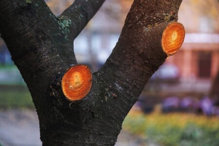 Understanding the Costs of Professional Tree Branch Removal ...