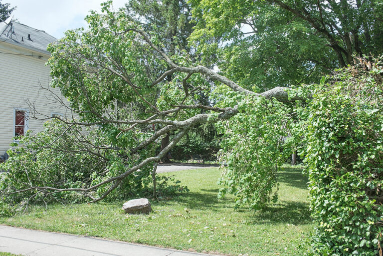 Tips for Protecting Your Trees From Wind Damage | Timberland Tree Care