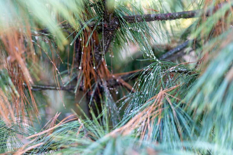Spotting the Symptoms: How to Tell If Your Tree Is Sick | Timberland ...