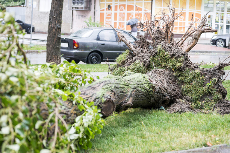 Avoid Tree Hazards: Best Solutions for Maintaining Safe Trees on Your ...