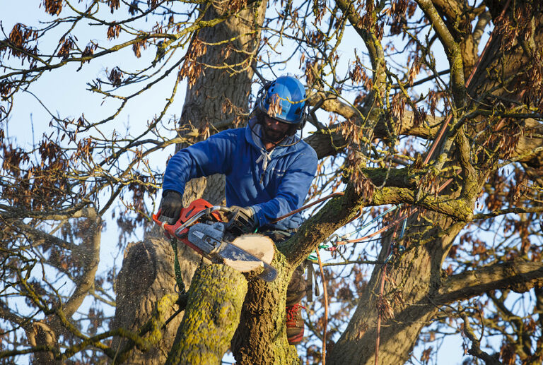 Branching Out Safely: Top Considerations for Large Tree Limb Removal ...
