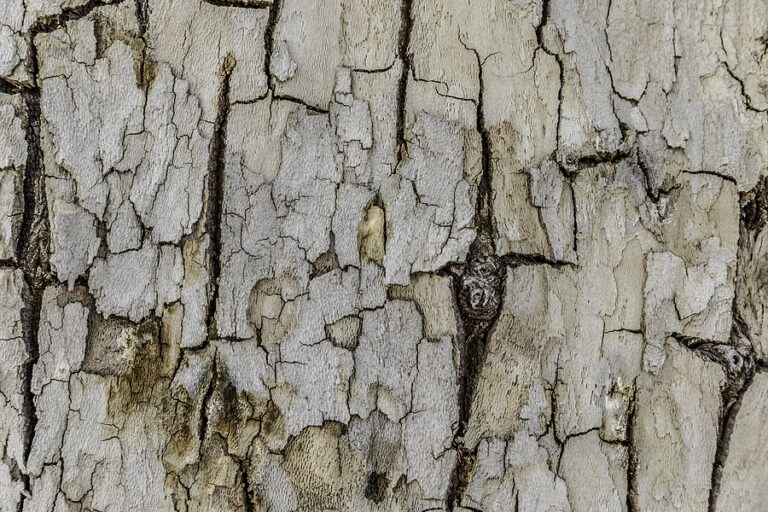 Why Is Your Tree Bark Splitting? Causes, Prevention, and Solutions ...