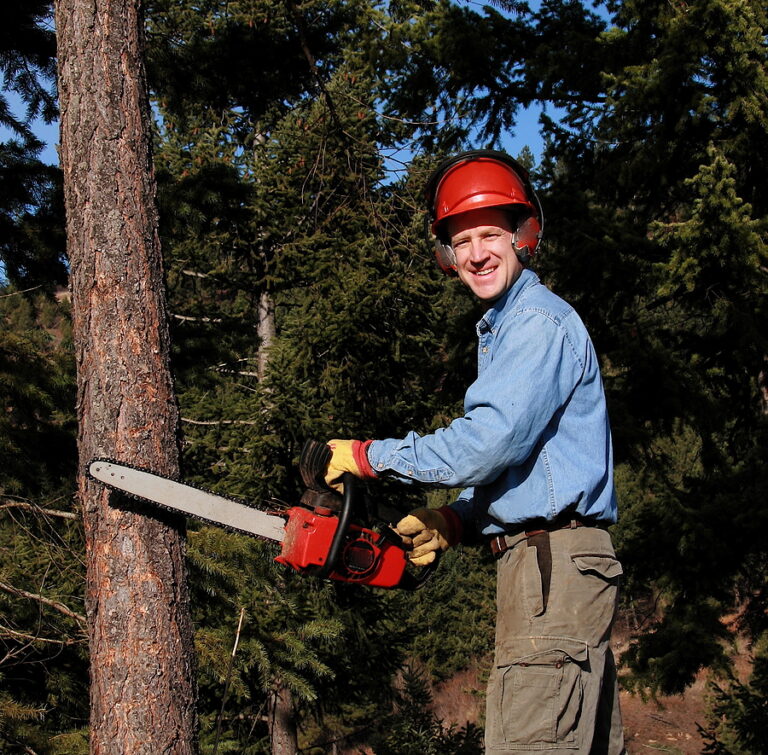 The Homeowner’s Complete Guide to Tree Felling | Timberland Tree Care