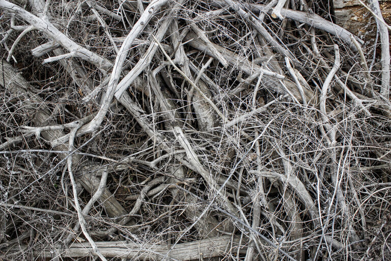 Managing Dead Tree Limbs: A Complete Safety Guide | Timberland Tree Care