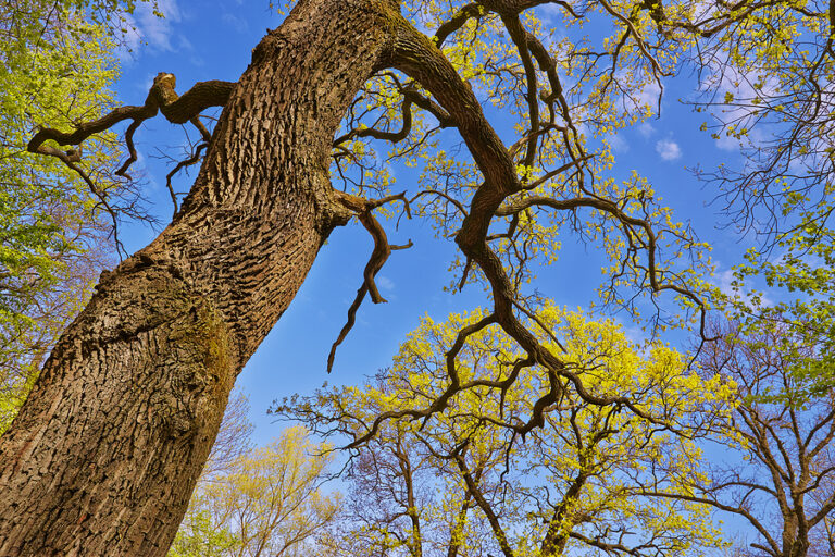 Caring for Mature Trees in Indiana | Timberland Tree Care