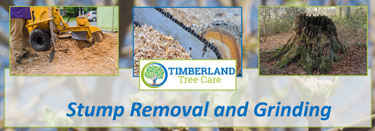 Stump Removal | Stump Grinding | Tree Trunk Removal | Indianapolis Indiana